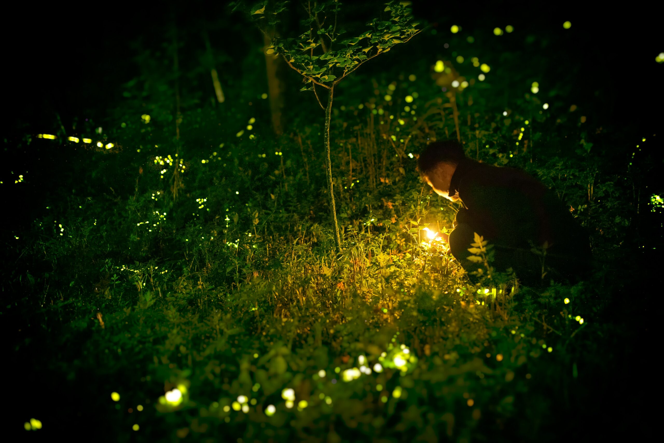 Why Do Animals Glow? Evolution’s Brightest Trick
