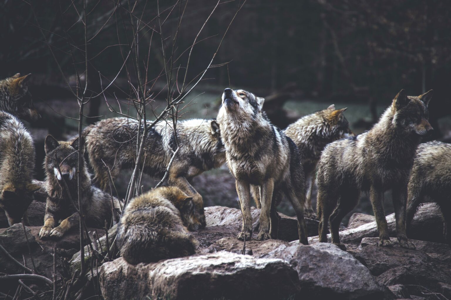 How Wolves Changed Rivers: Understanding A Trophic Cascade